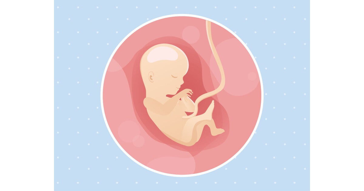 15-weeks pregnant: baby development and diet