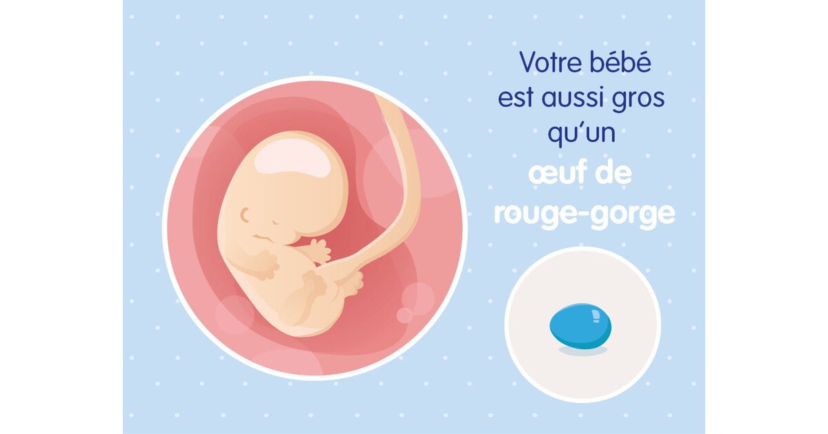 Huitième semaine de grossesse : développement de bébé et alimentation